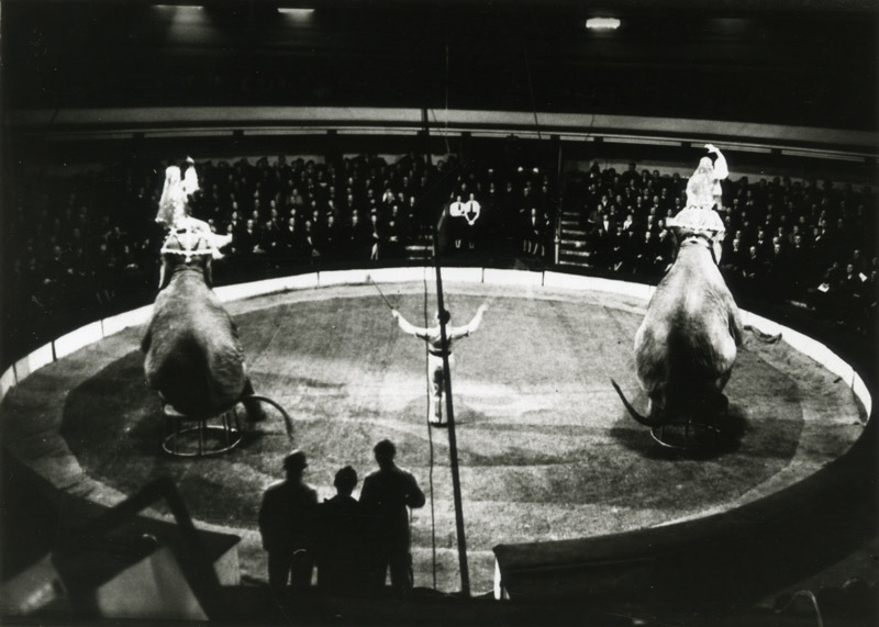 Tachtig jaar geleden: laatste circus in “De Nieuwe Cirk” – dagelijks ...