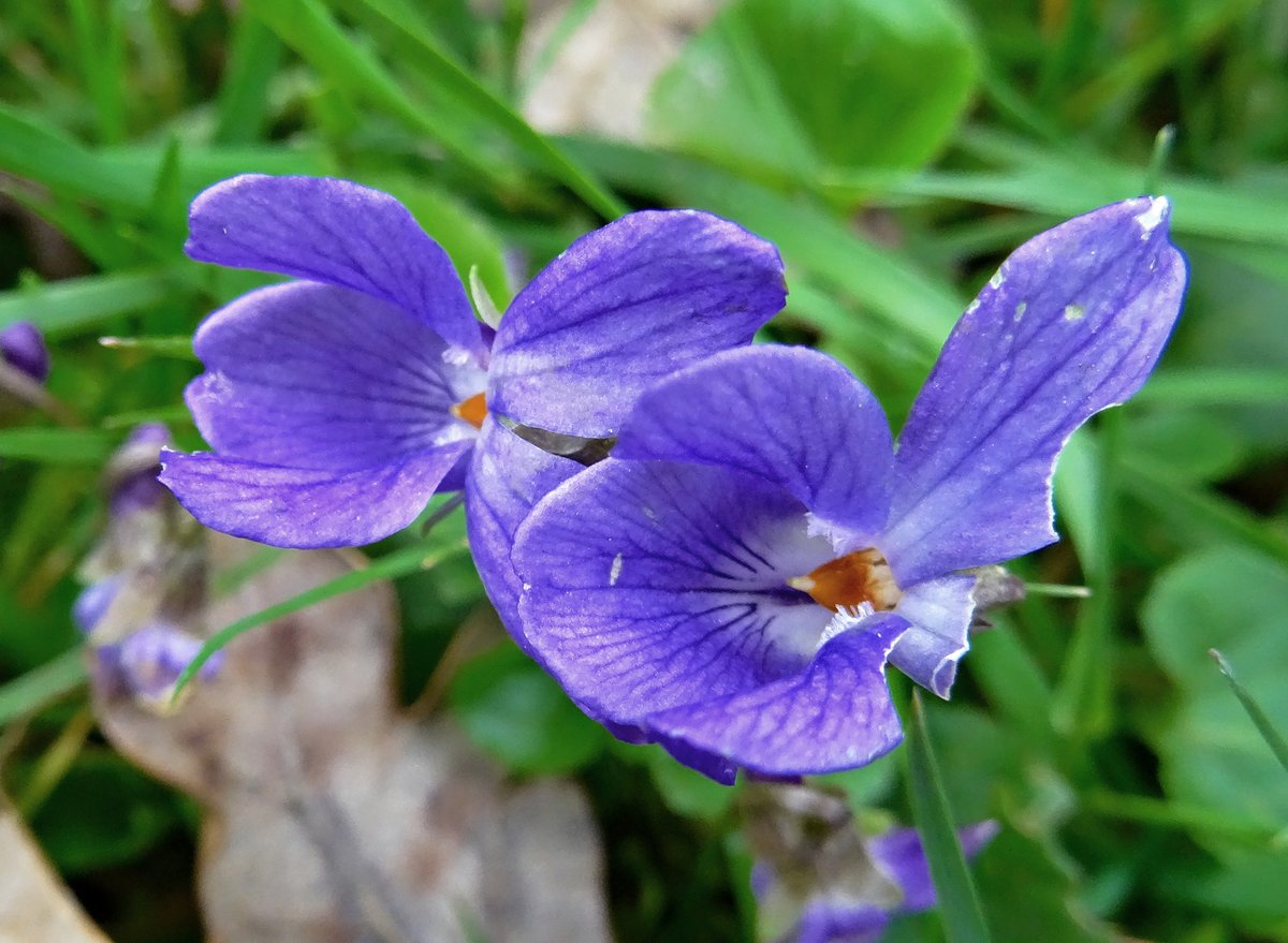 240 jaar geleden: “Das Veilchen” van Mozart – dagelijks iets degelijks